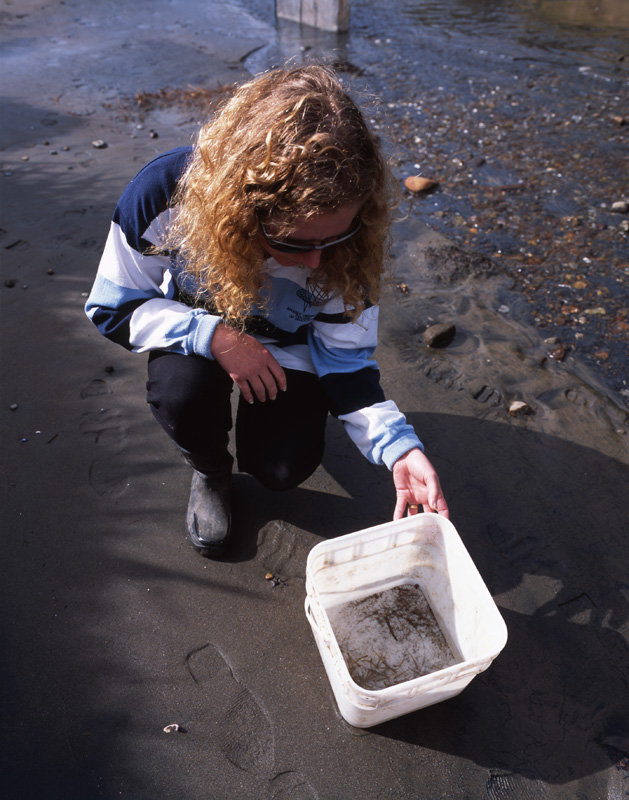 Whitebait: What Are They?